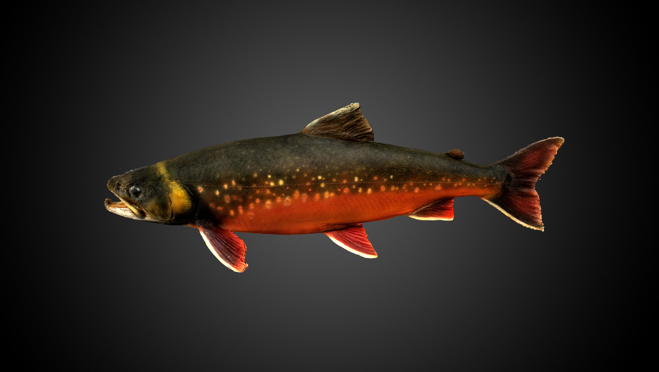 Fisch - 3D model by Digital Humanities Center (@dh-center-tuebingen ...