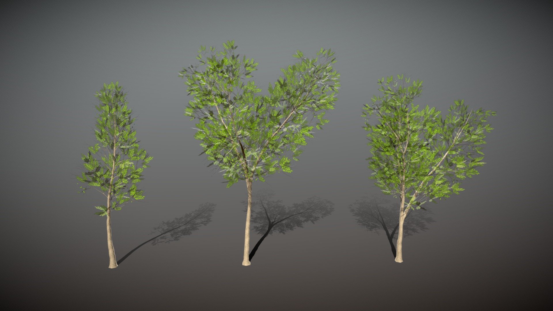 Locust Tree Pack - Download Free 3D model by Jagobo [7784d6c] - Sketchfab