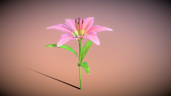 Lily-flower 3D models - Sketchfab