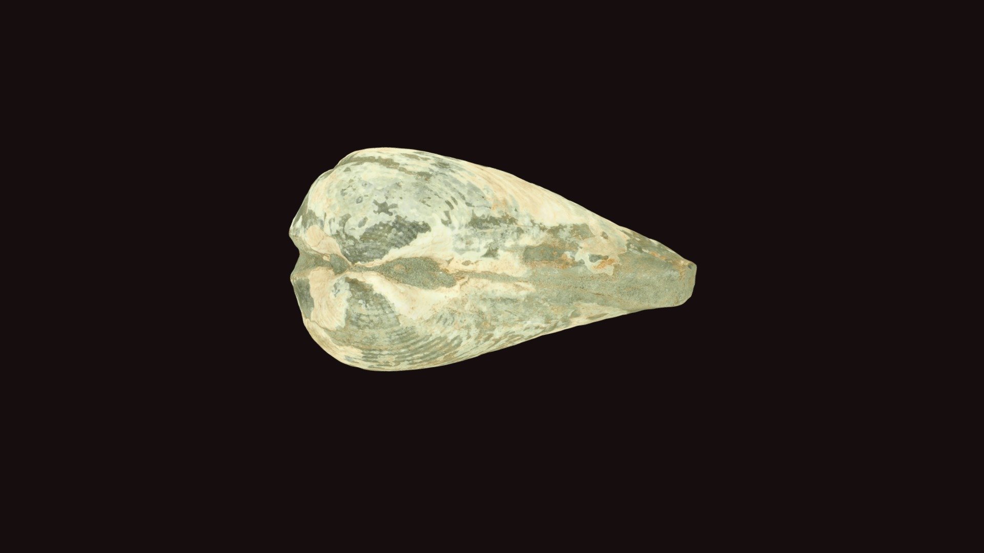 Pholadomya papyracea D8995 - 3D model by Shellie Luallin (@Paleogirl ...