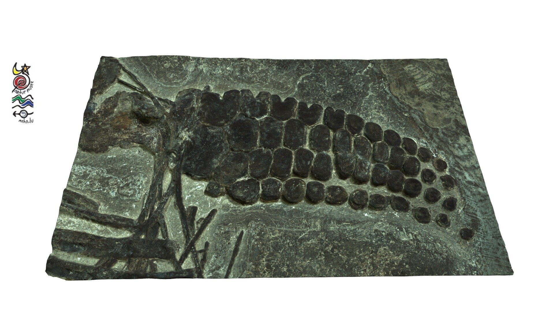 Fossil Ichthyosaur fin from the MNHNL - Download Free 3D model by Musée ...