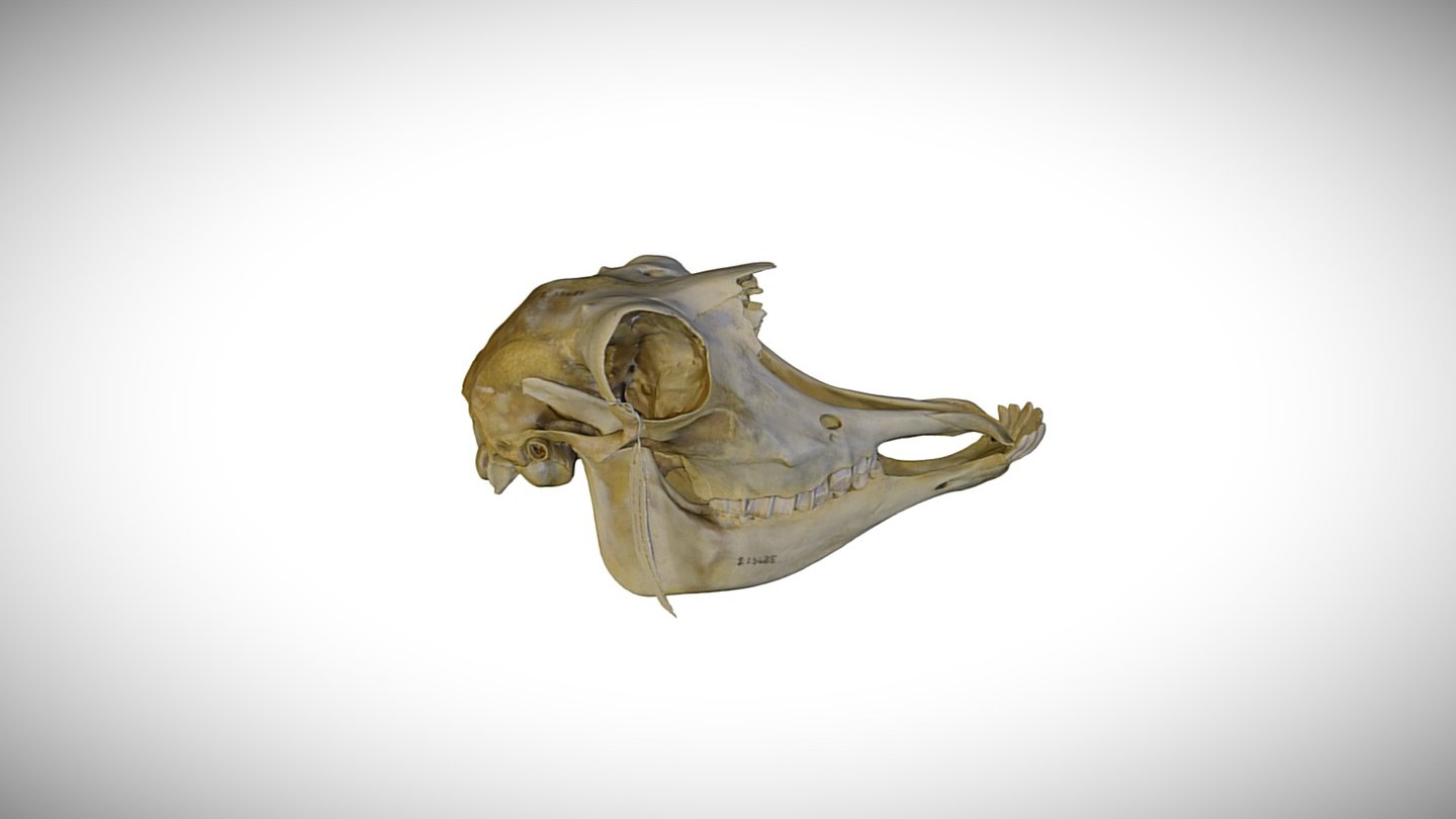 Saiga antelope / CAS:MAM:13485 - 3D model by California Academy of Sciences (@calacademy ...