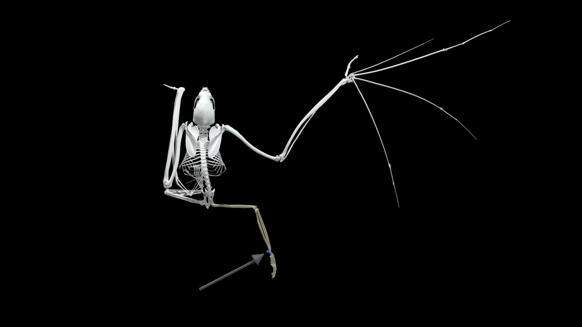 Vampire Bat Calcar - 3D model by Blackburn Lab (@ufherps) [77a612d ...
