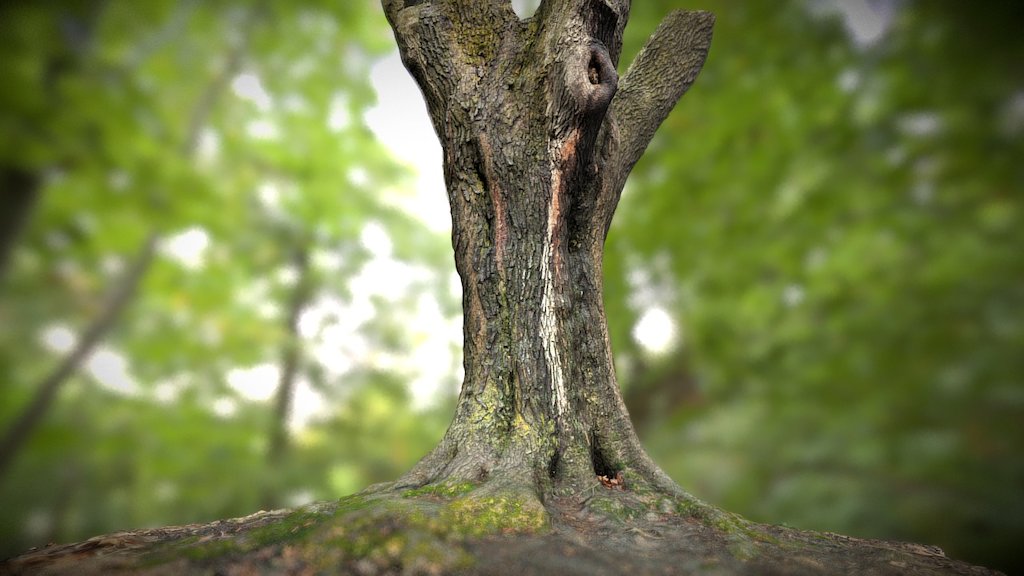 Photogrammetry Tree UIdaho Campus - 3D model by sjpeterse [77a7172 ...