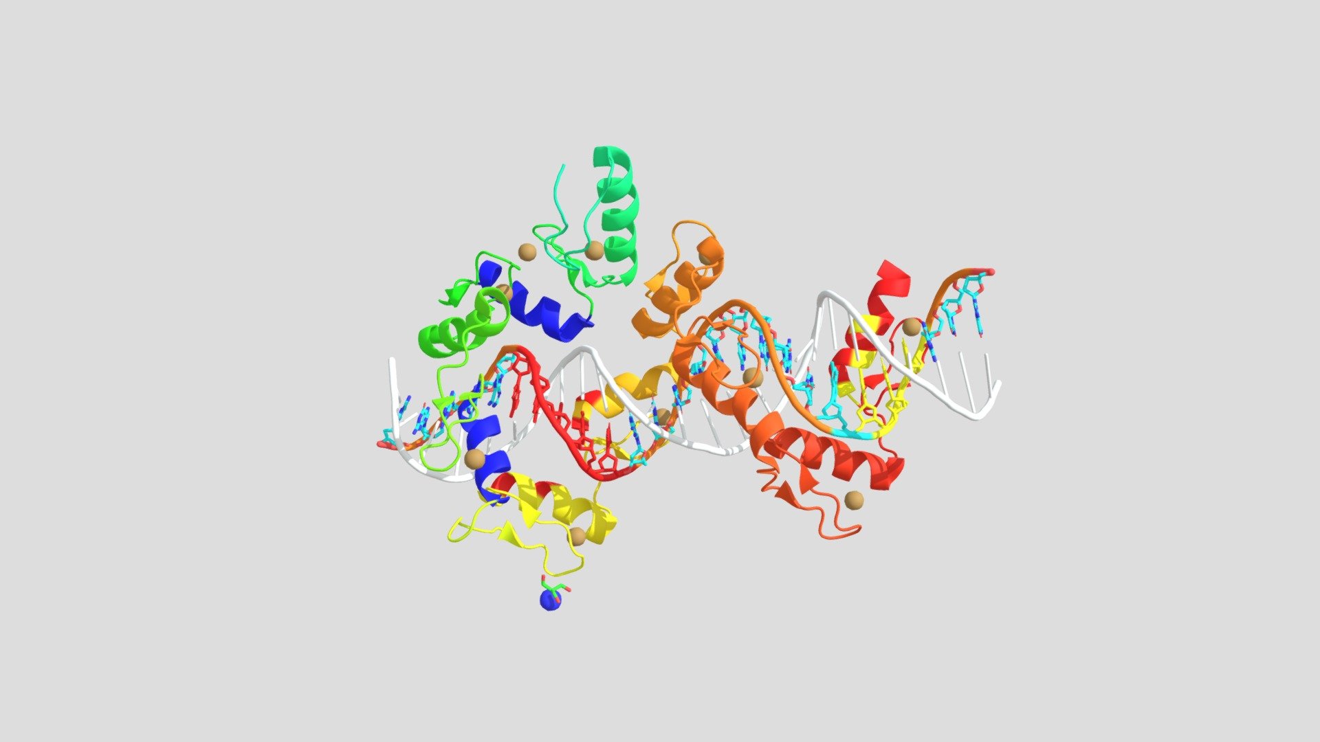 ZFP568 Zinc Finger Protein- Gene Regulation - 3D model by doglover1 ...