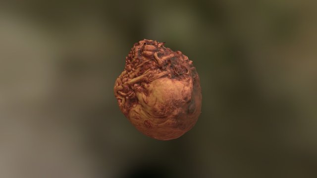 Celery 3D models - Sketchfab