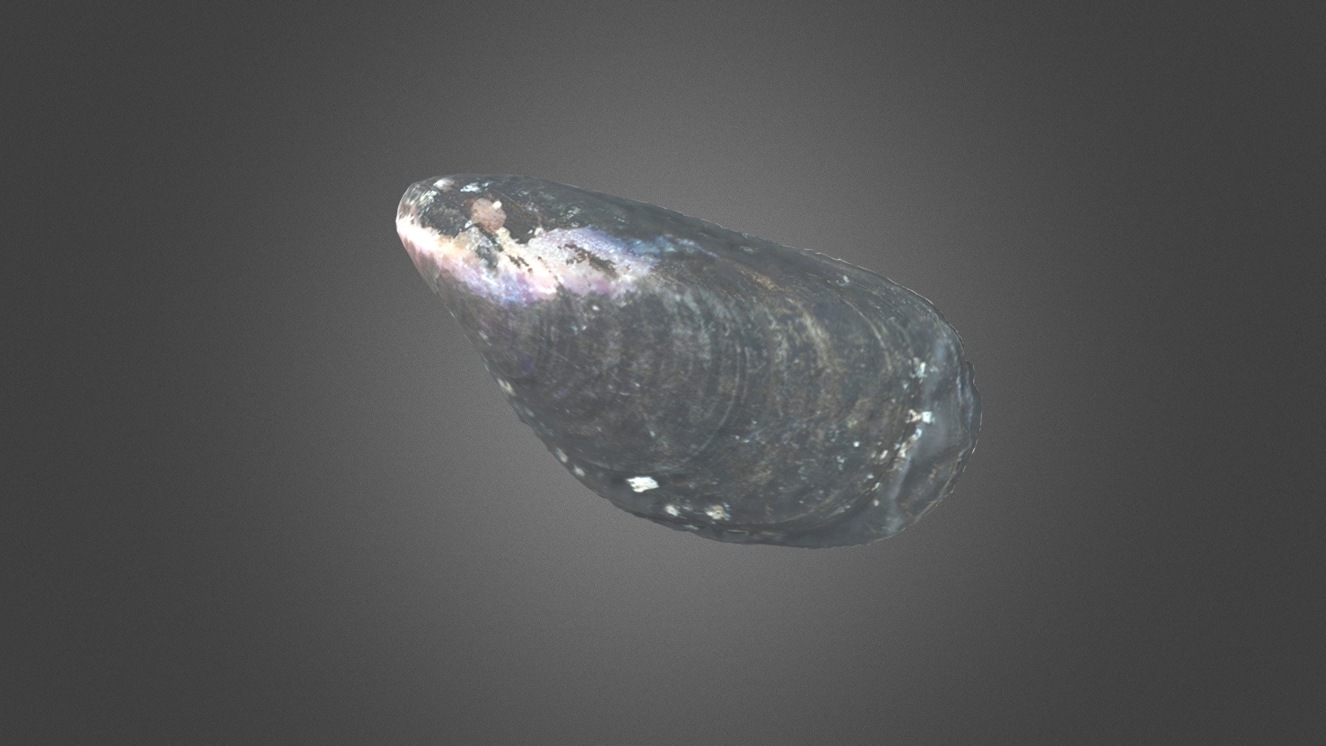 Shell 5 - 3D model by Karsten Damerau (@passion3d) [77abeb1] - Sketchfab
