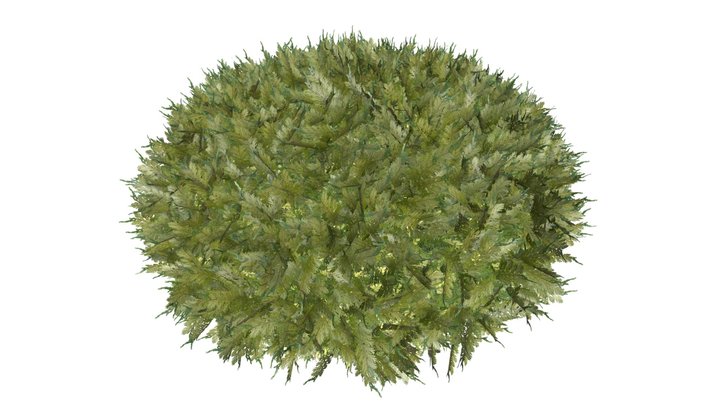 Arborvitae 3D models - Sketchfab
