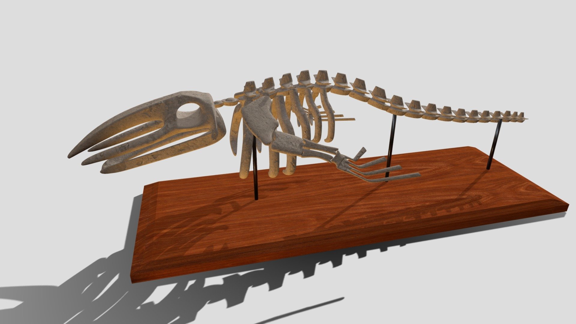 Whale Skeleton - 3D model by kenterugah [77b551a] - Sketchfab