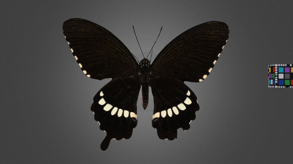 Butterfly - A 3D model collection by DamnDaniel (@DamnDaniel07) - Sketchfab