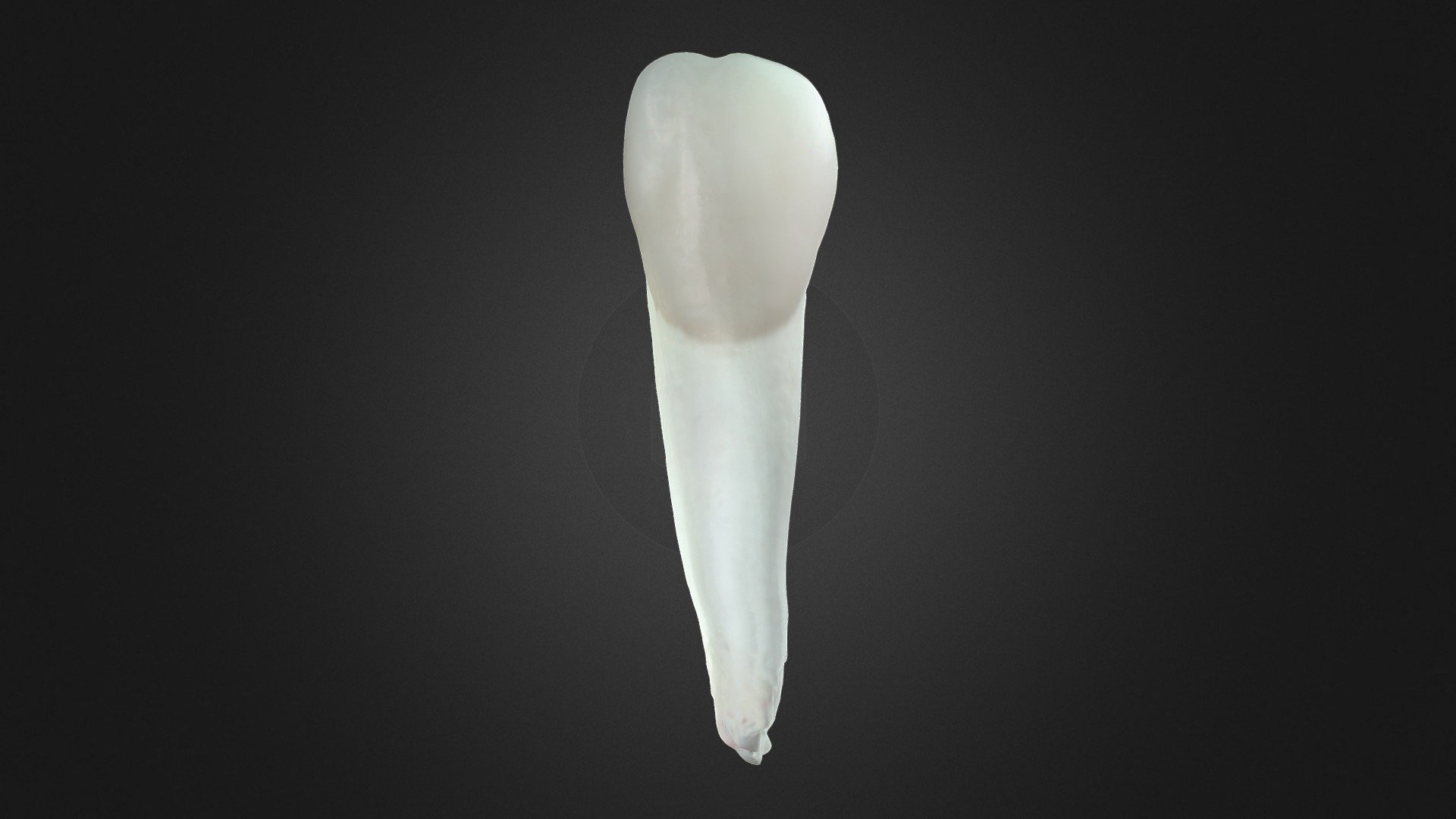 Dente 12 - Upper Right Lateral Incisor (ID 12a) - Download Free 3D ...