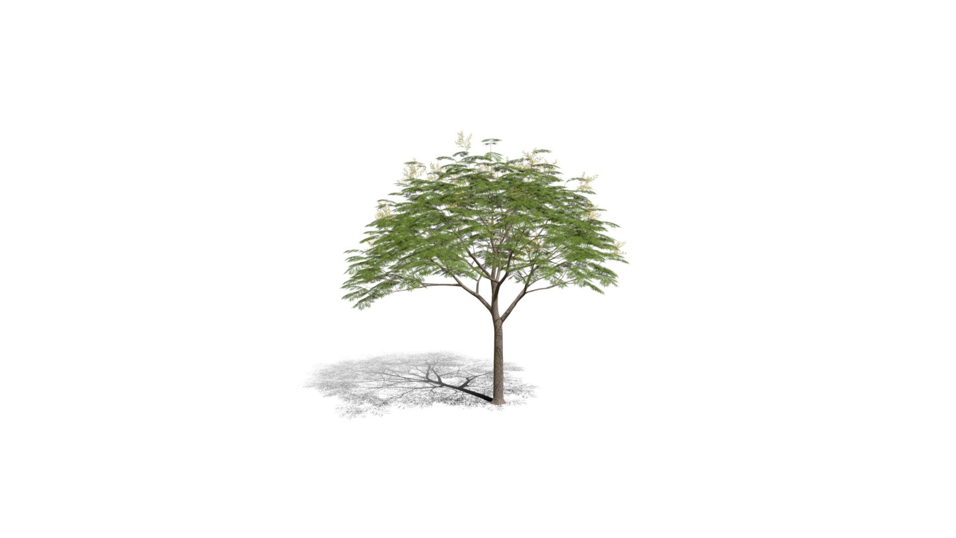 Realistic HD Chinese flame tree (2/20) - Download Free 3D model by ...