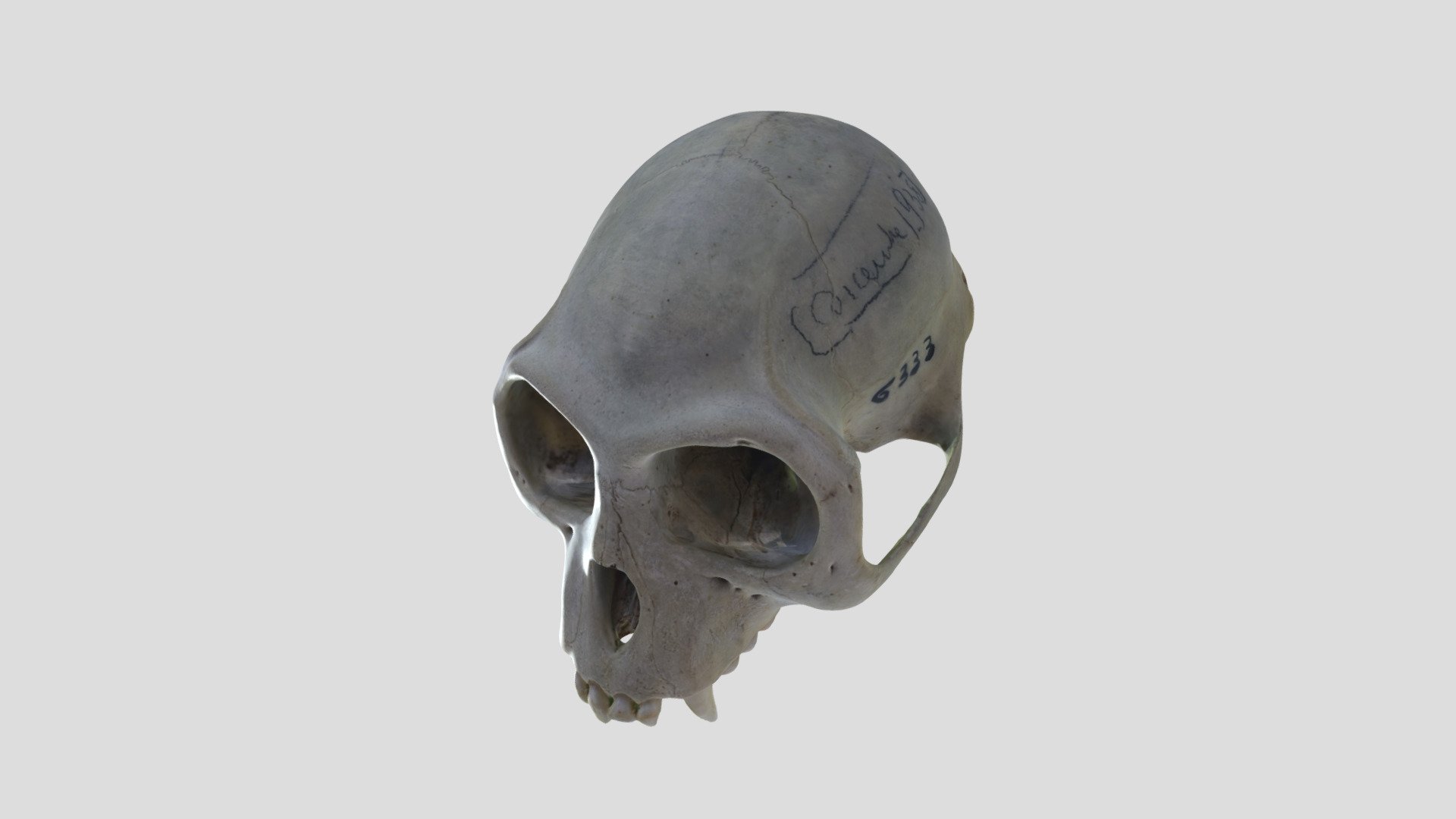 Trachypithecus_auratus_U_SAP.ZOO.6333_sca - 3D model by Davide ...