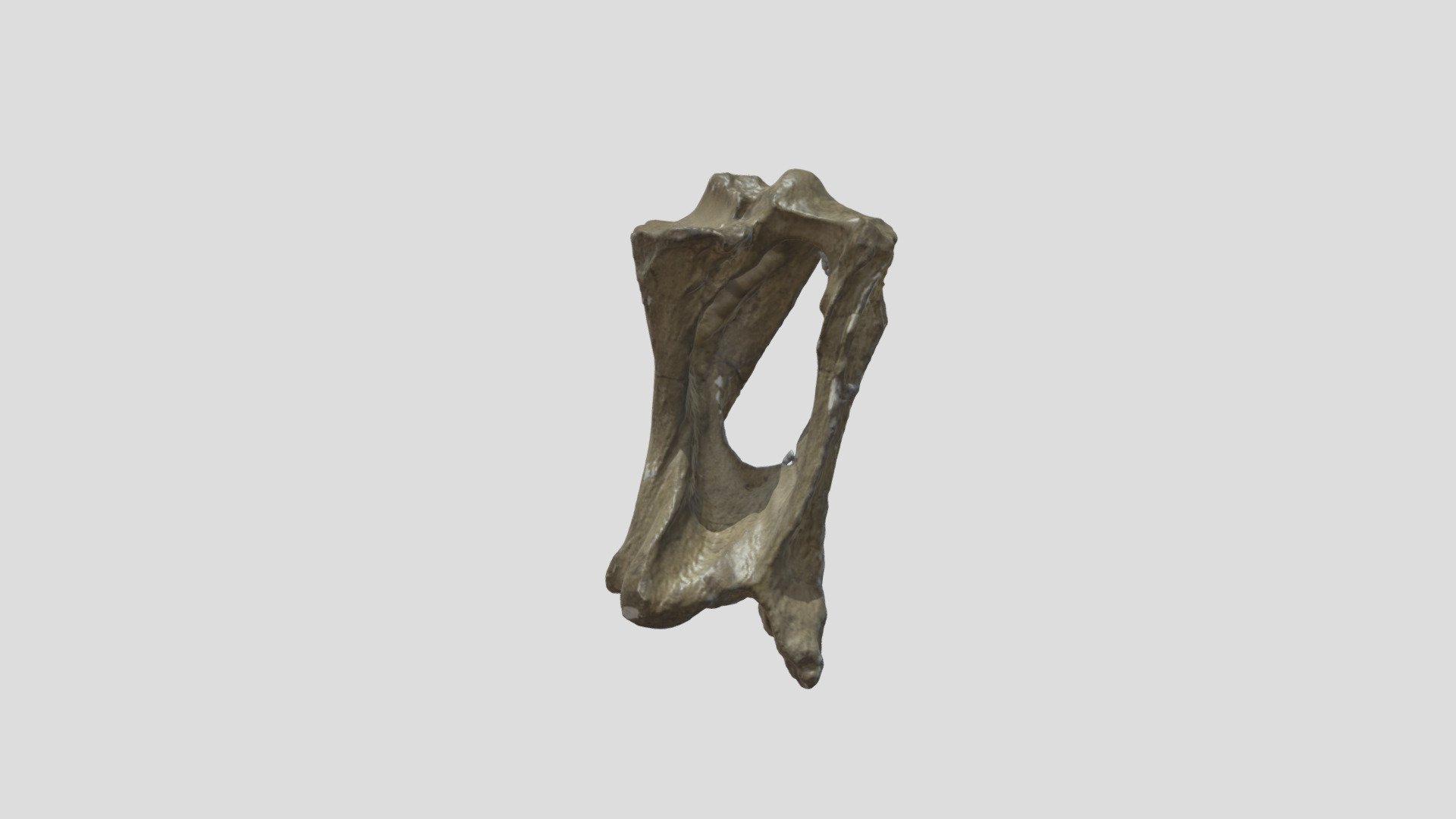 Glyptodont tibia & fibula (Neosclerocalyptus) - 3D model by ...