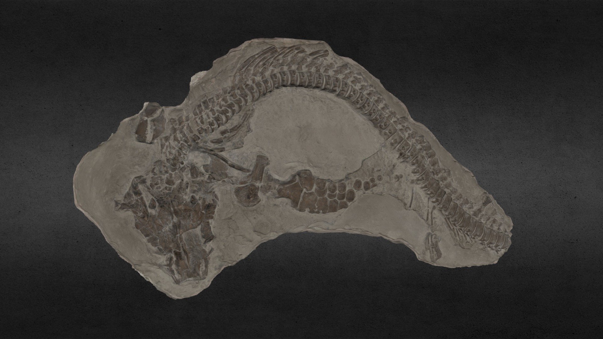 GSM_118411_ Leptonectes_ichthyosaur_999K_obj - 3D model by 3d Fossils ...