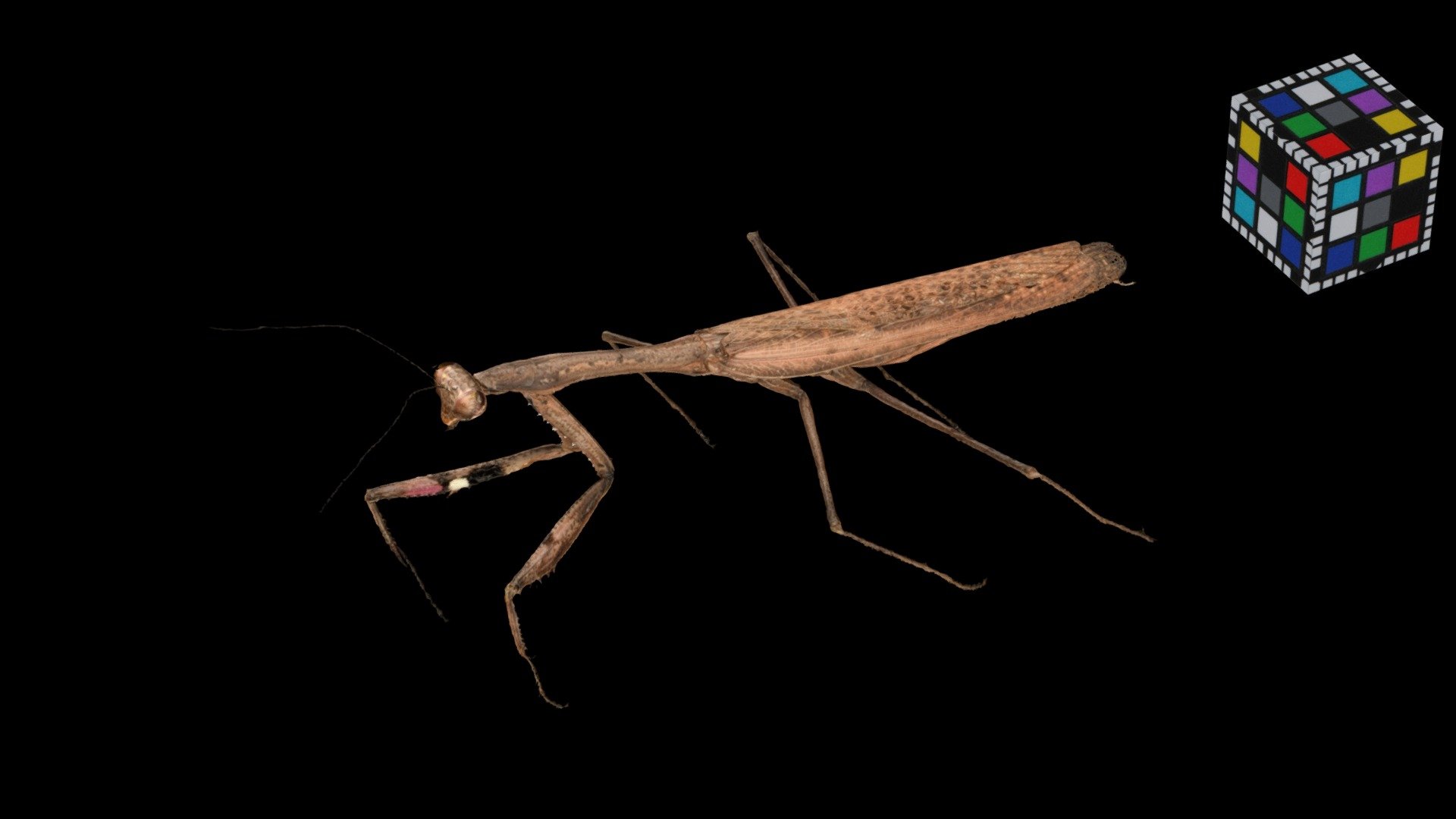 コカマキリ ♂ Asian Jumping Mantis, Statilia maculata - Download Free 3D ...