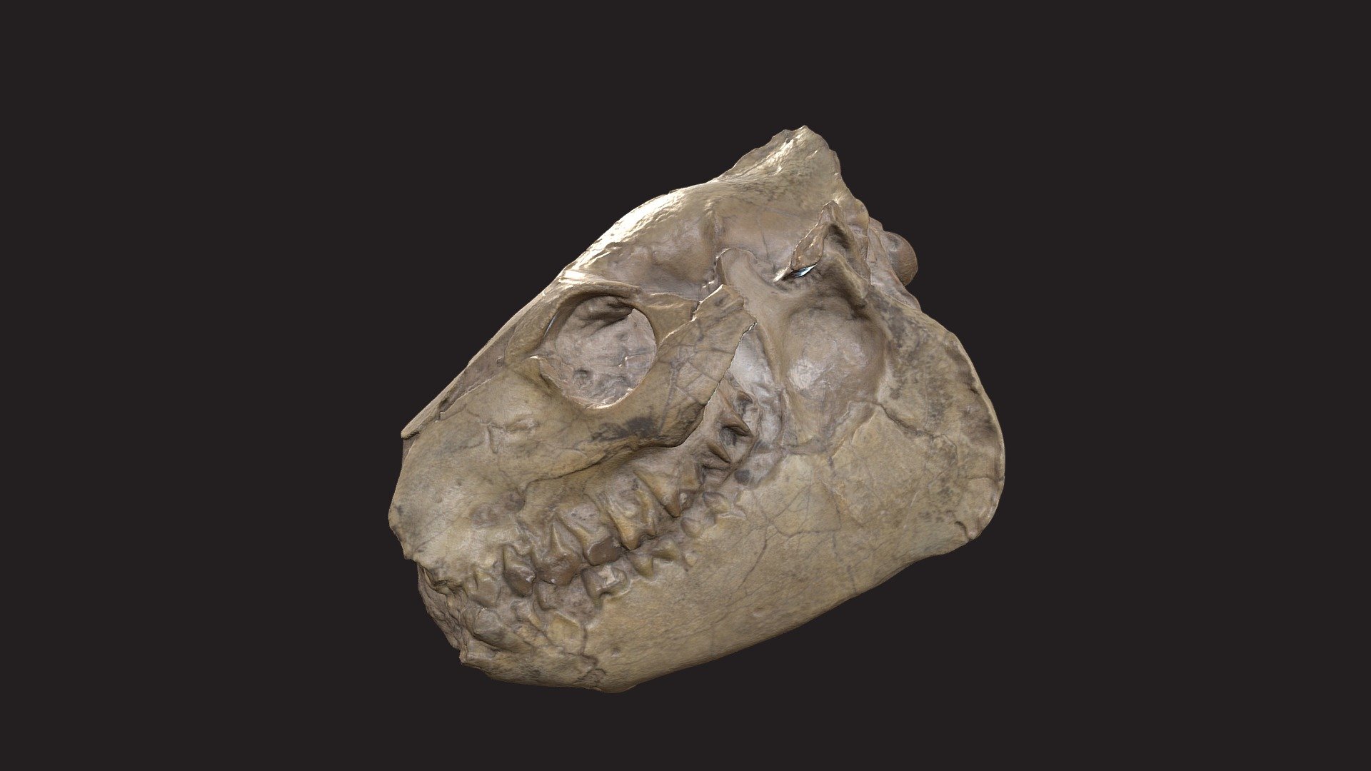 CMNH 10257, Miniochoerus gracilis (Leidy, 1851) - 3D model by Cleveland ...