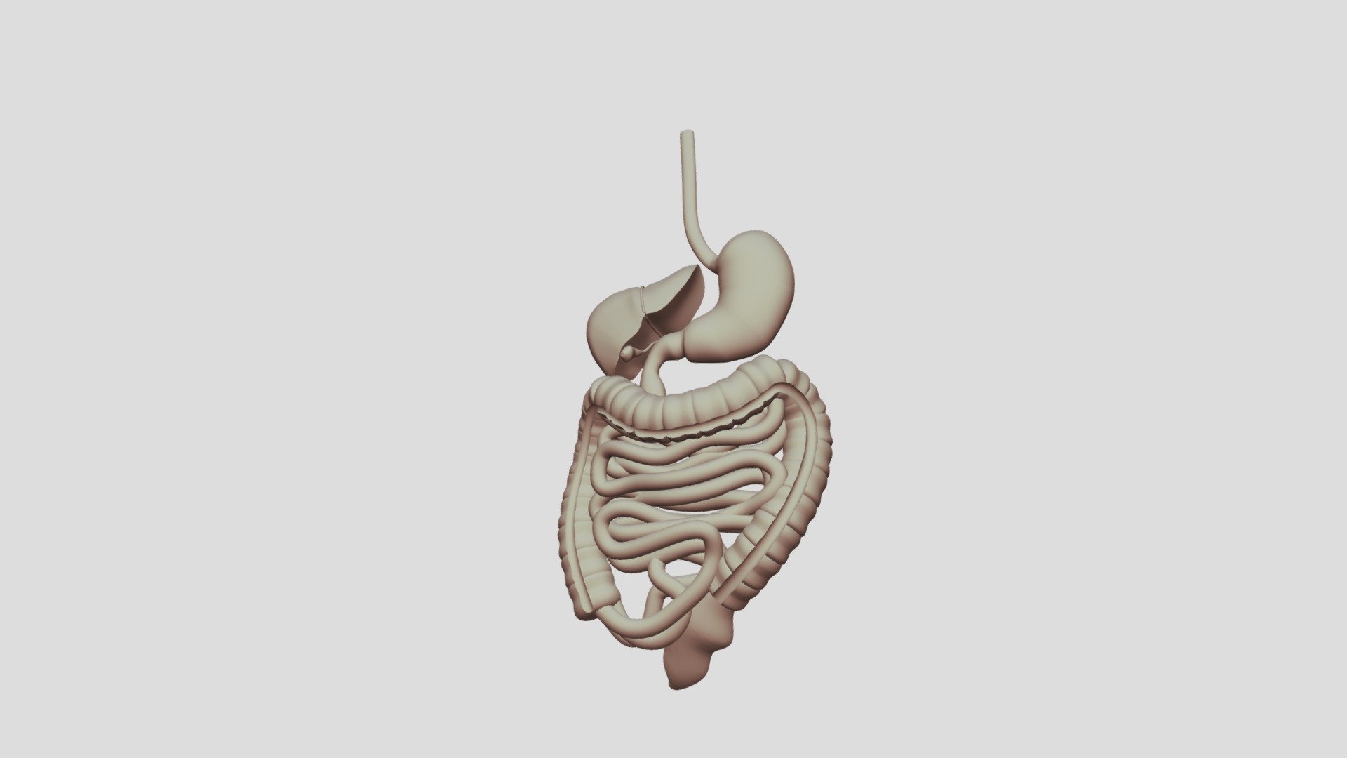 GI Tract STL - Download Free 3D model by ABC Almaty (@abcdesign2052 ...