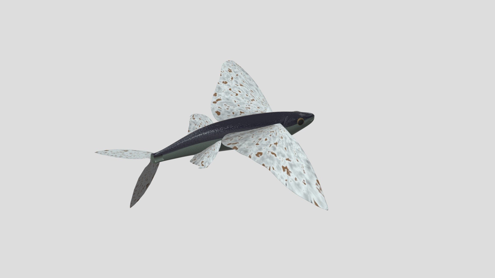 flying fish "Tobiuo" - Download Free 3D model by brio_blender [77e1a00 ...