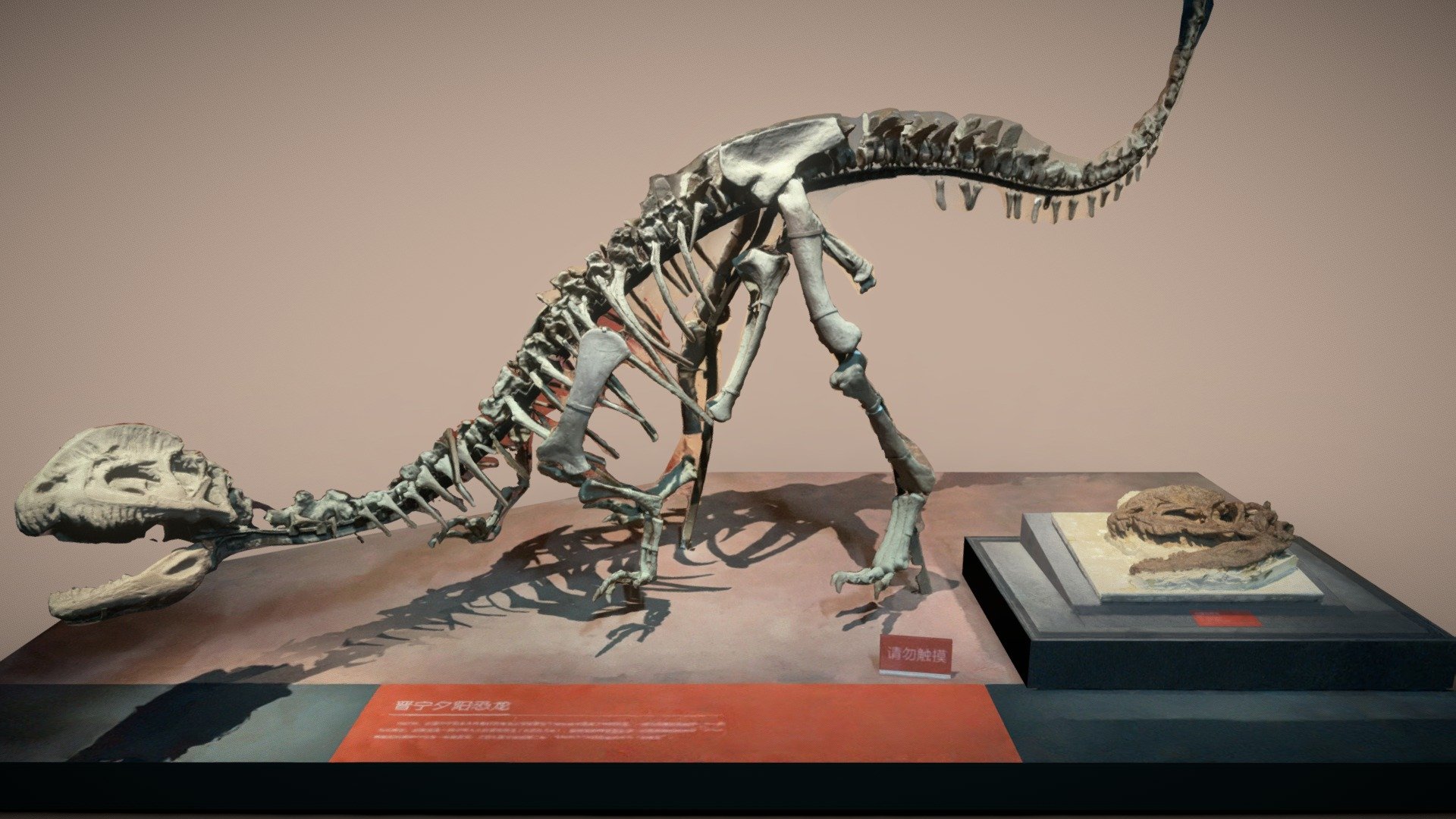 Sinosaurus sinensis skeleton mount - 3D model by Olof Moleman ...
