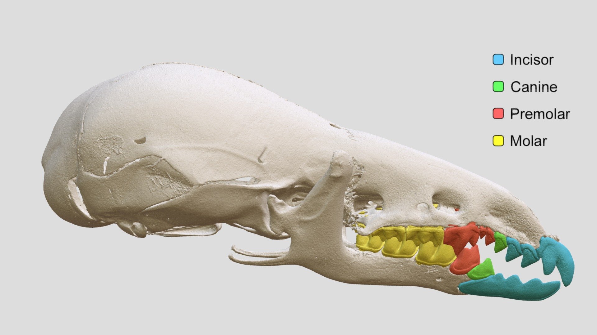 Sorex tundrensis (MSB:Mamm:288574) - 3D model by Biodiversity [77e29b0 ...