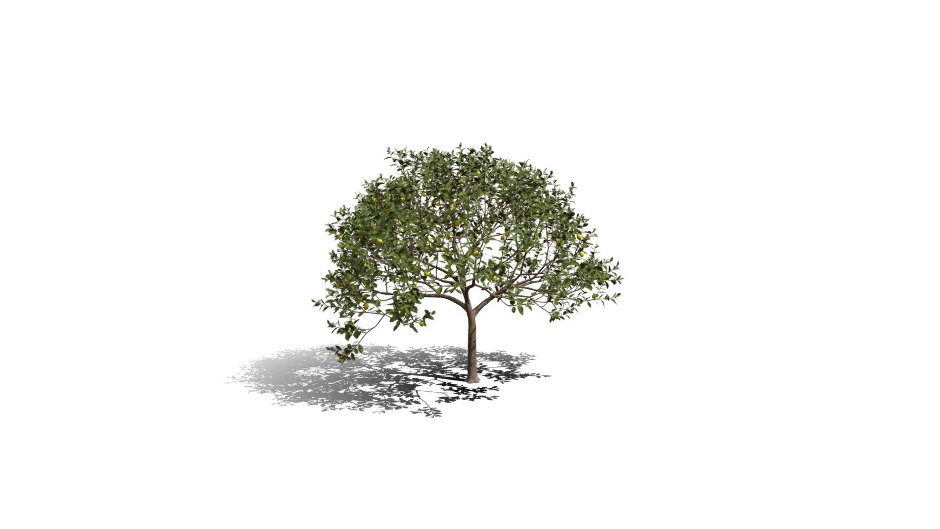 Realistic HD Lemon tree (3/30) - Download Free 3D model by PlantCatalog ...