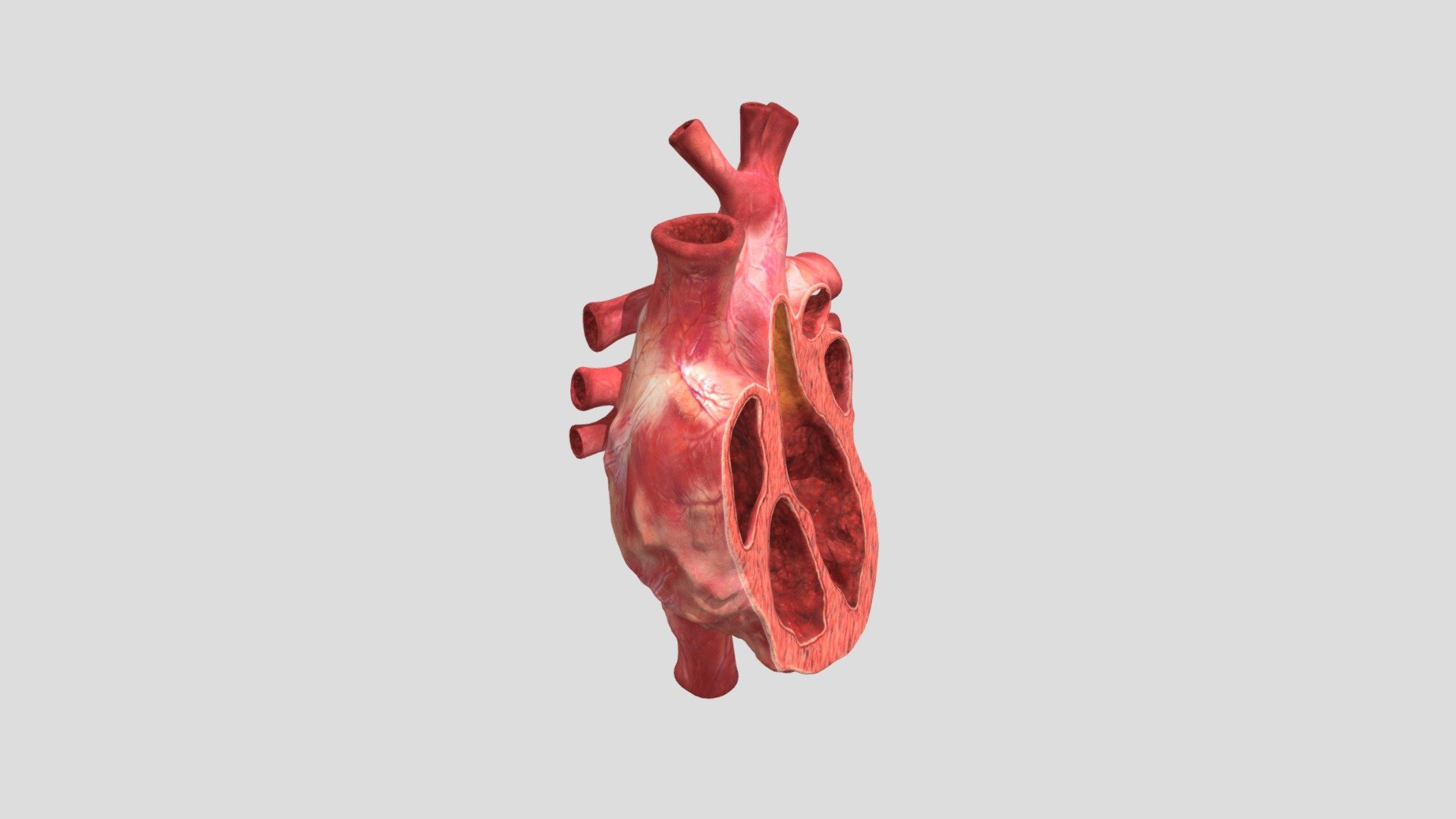 Open Heart ME 38K - Download Free 3D model by wed3 [77e831e] - Sketchfab