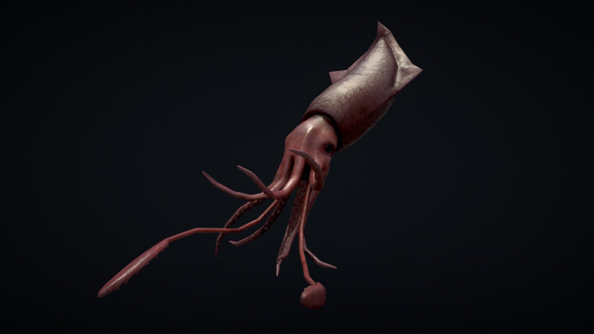 SQUID HIGH-OPTIMIZED MODEL. - Download Free 3D model by Anton Ksavie ...