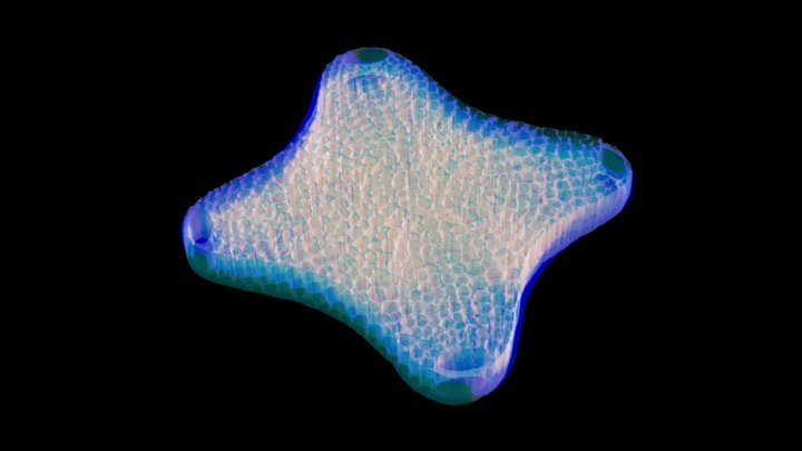 Diatom 3D models - Sketchfab