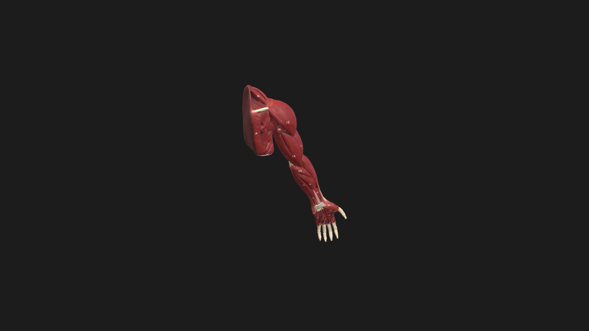 Labeled Common Chimp Upper Limb Reconstruction - Download Free 3D model ...