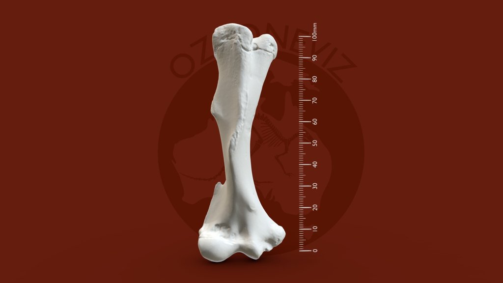 Mammal humerus - A 3D model collection by Ozboneviz - Sketchfab