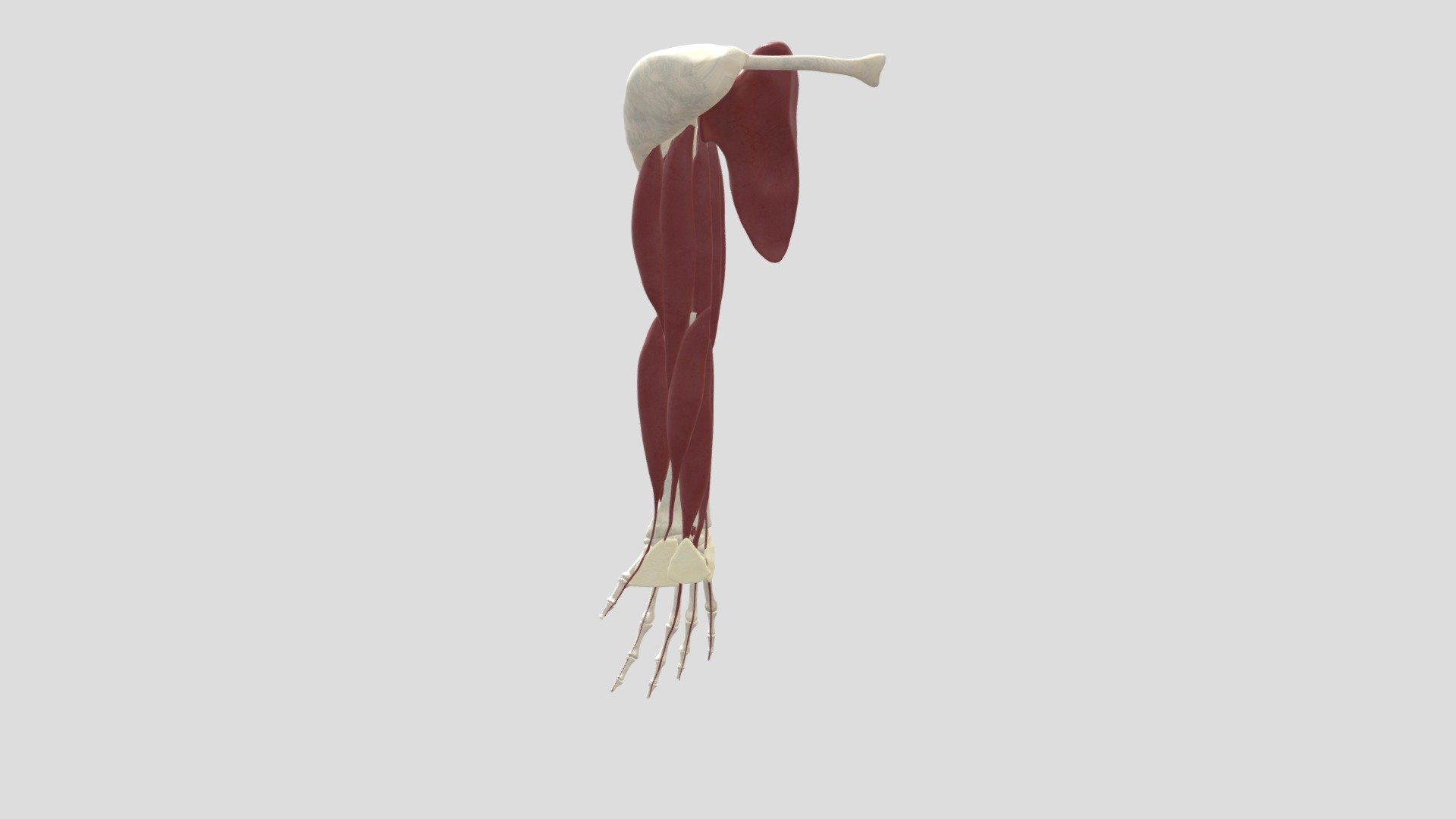 Human arm muscles - 3D model by KuranovaDesigner [77fb128] - Sketchfab
