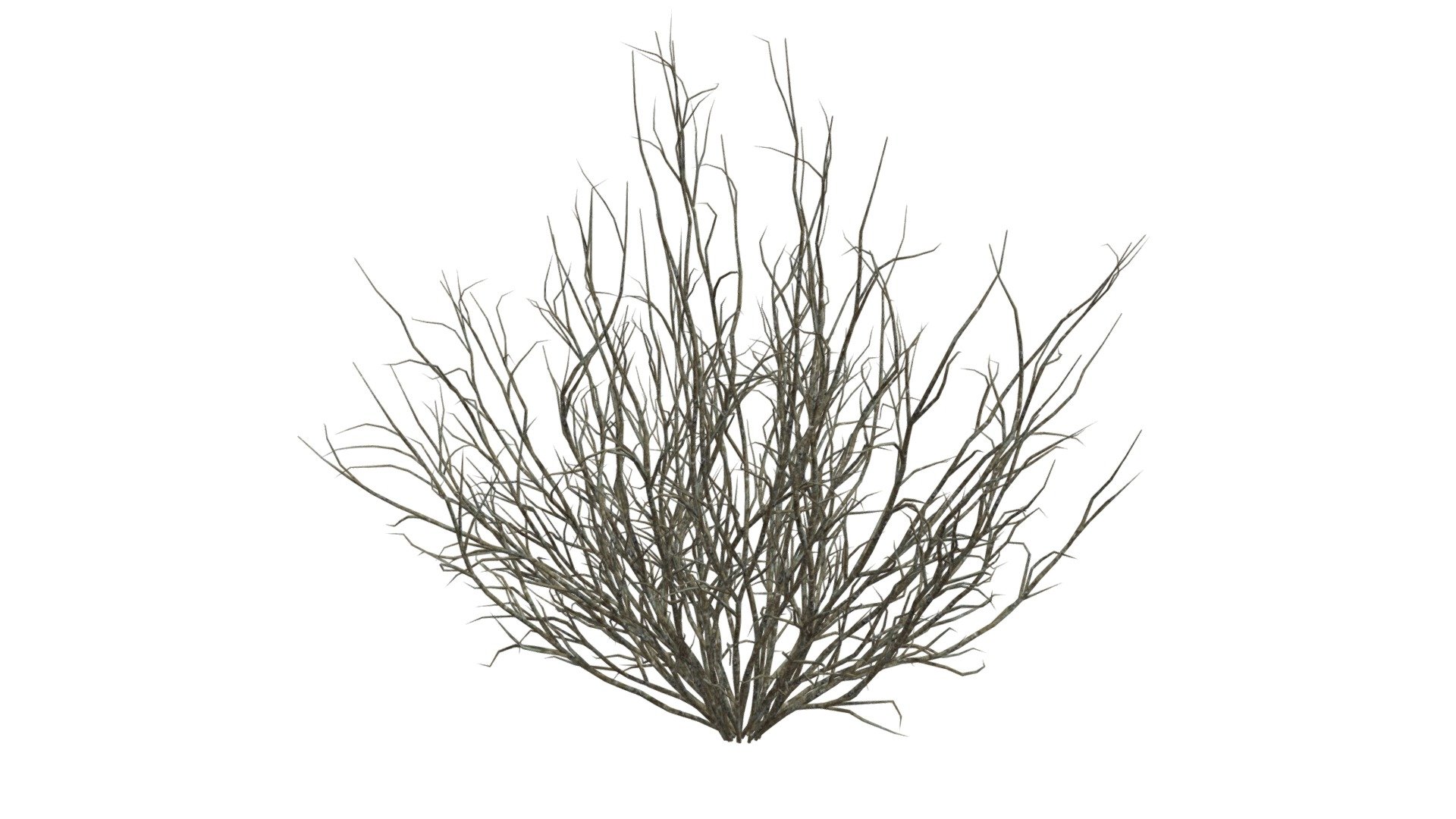 Broom Snakeweed #04 - Buy Royalty Free 3D model by meshshape [77fbc65 ...