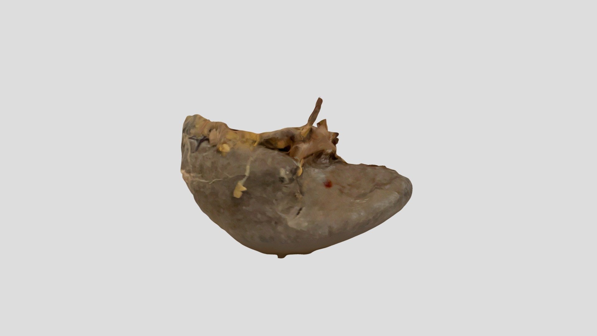 Spleen - 3D model by prajjawalit [77ff0cf] - Sketchfab