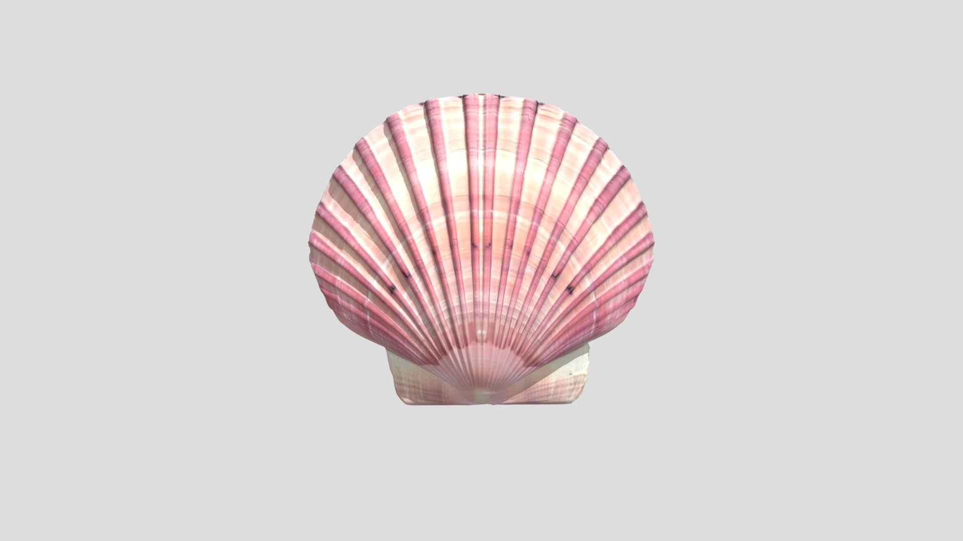 Pink Scallop Shell - 3D model by leyraa [78050f5] - Sketchfab
