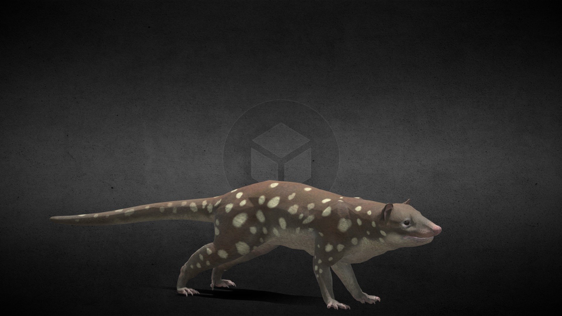 quoll_FINAL_rig_ANIMATING23-EDITS2_PROPORTIONS12 - Download Free 3D ...