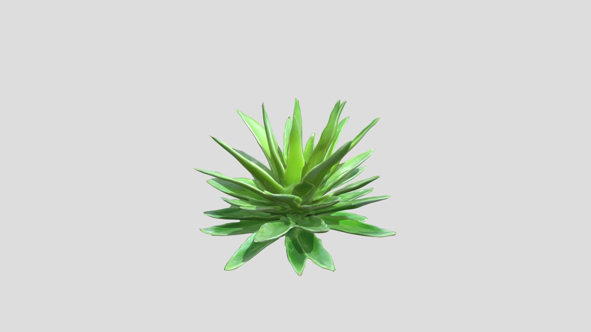 Aloe Vera 3D Model - Download Free 3D model by surekhach1123 [780af41 ...