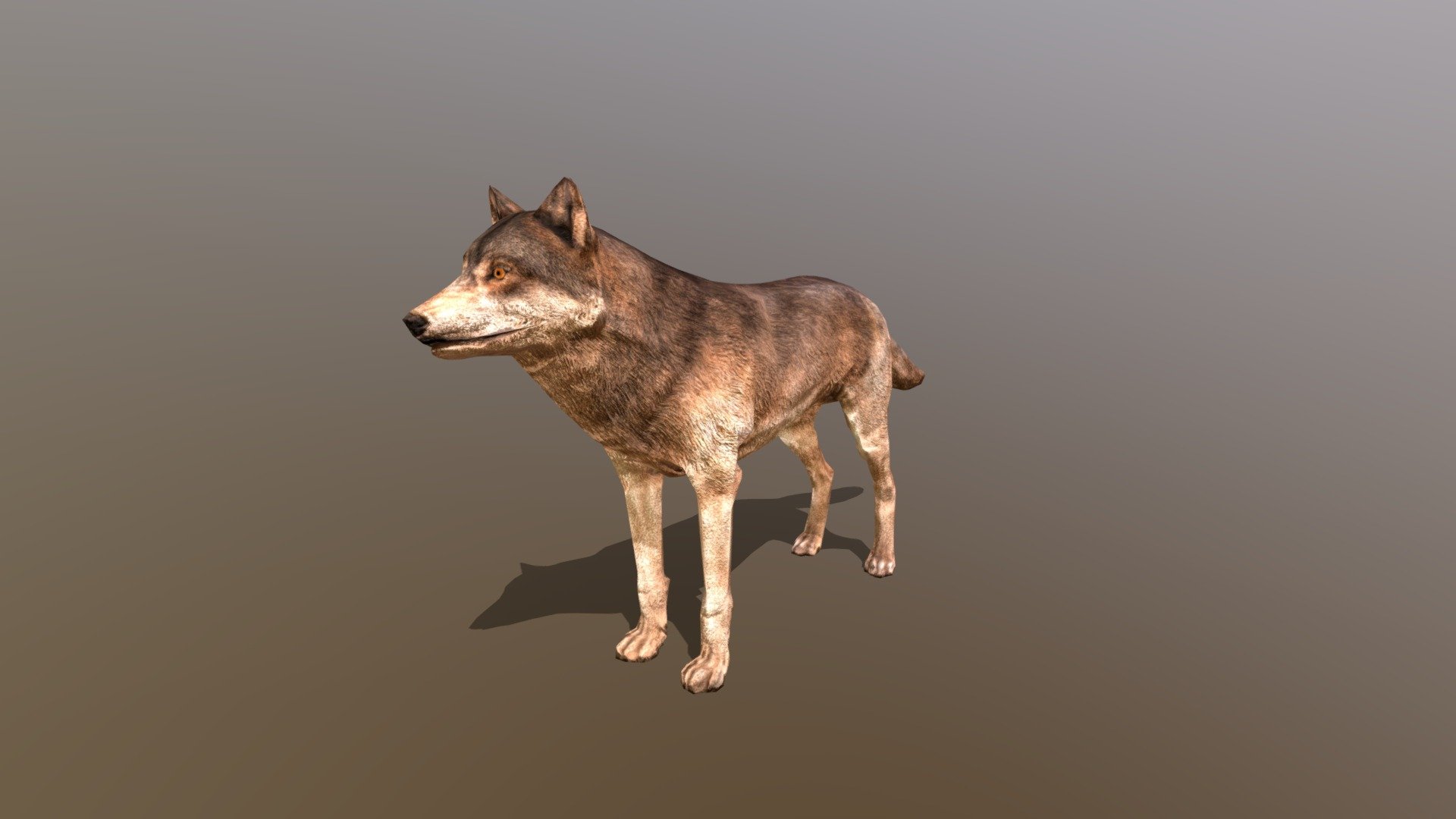 lone wolf - 3D model by lomongostrum [780b2ea] - Sketchfab