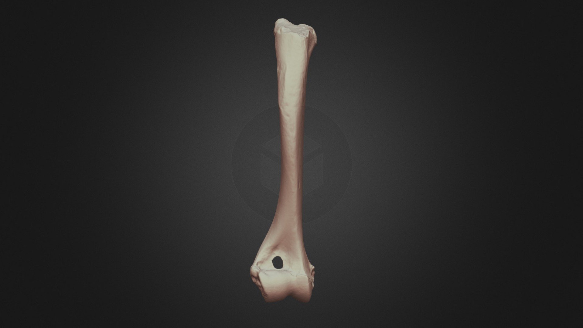 Canis lupus (Wolf) Right Humerus - 3D model by Lakehead Anthropology ...