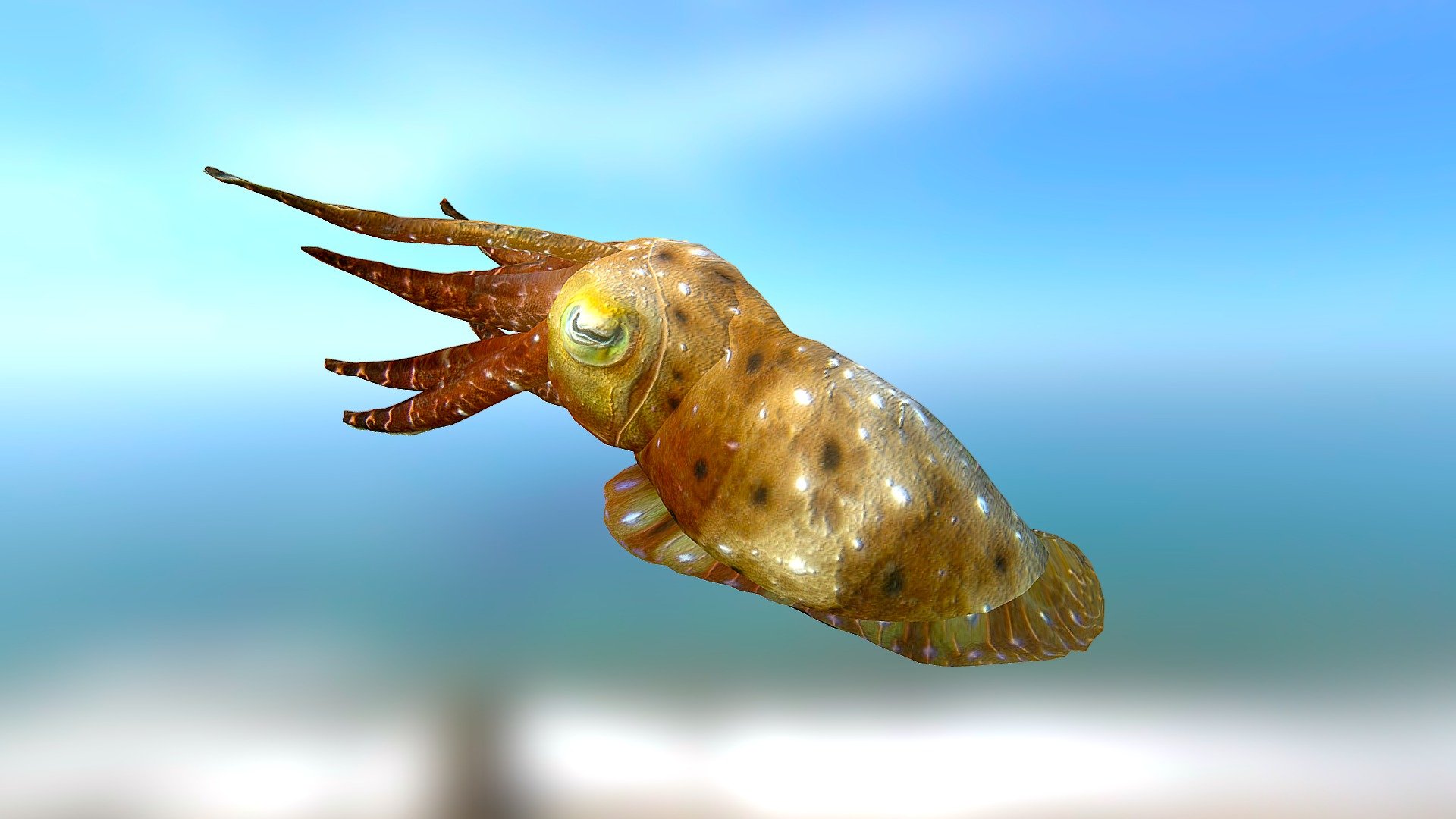 Cuttlefish (Smoothie-3D upload) - Download Free 3D model by MagicMaker ...