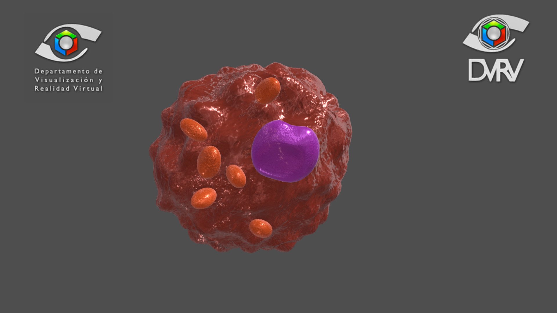 Macrófago - 3D model by Colección de modelos 3d (@DRDE_UNAM) [780ff72 ...