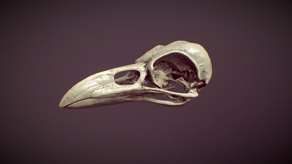 bird skulls - A 3D model collection by nicdoodle - Sketchfab