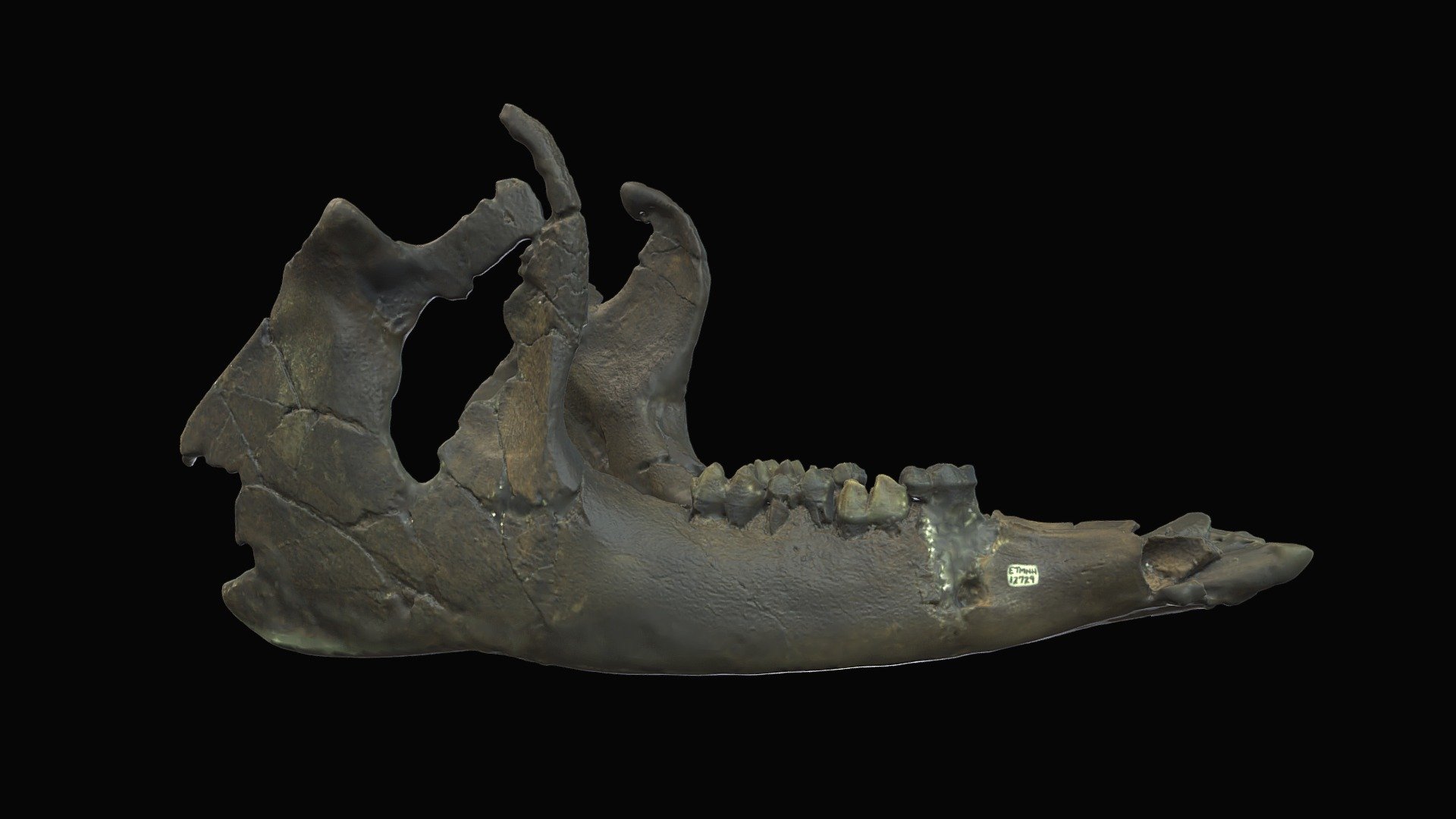 ETMNH 12729, Tapir Mandible - Download Free 3D model by Gray Fossil ...