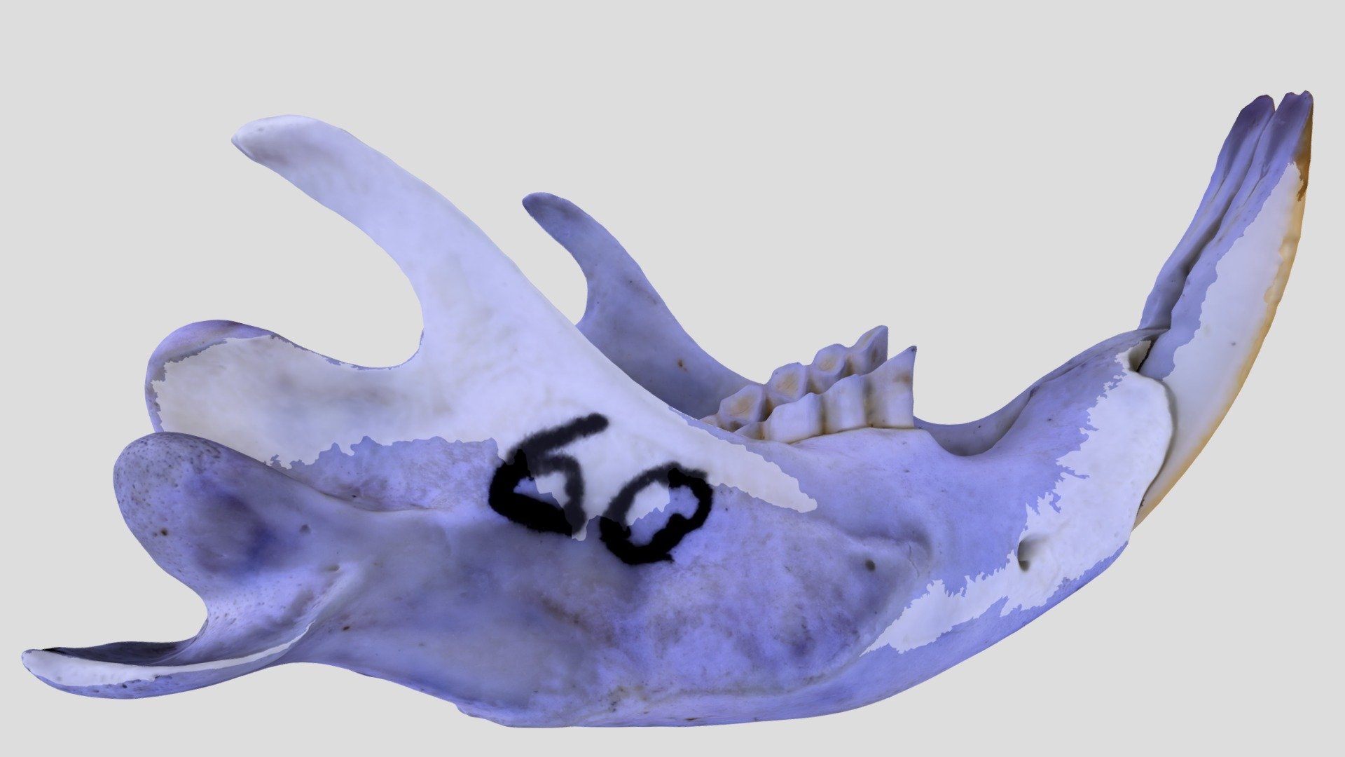 UWYMV:Mamm:2669, Thomomys talpoides, mandible - Download Free 3D model ...