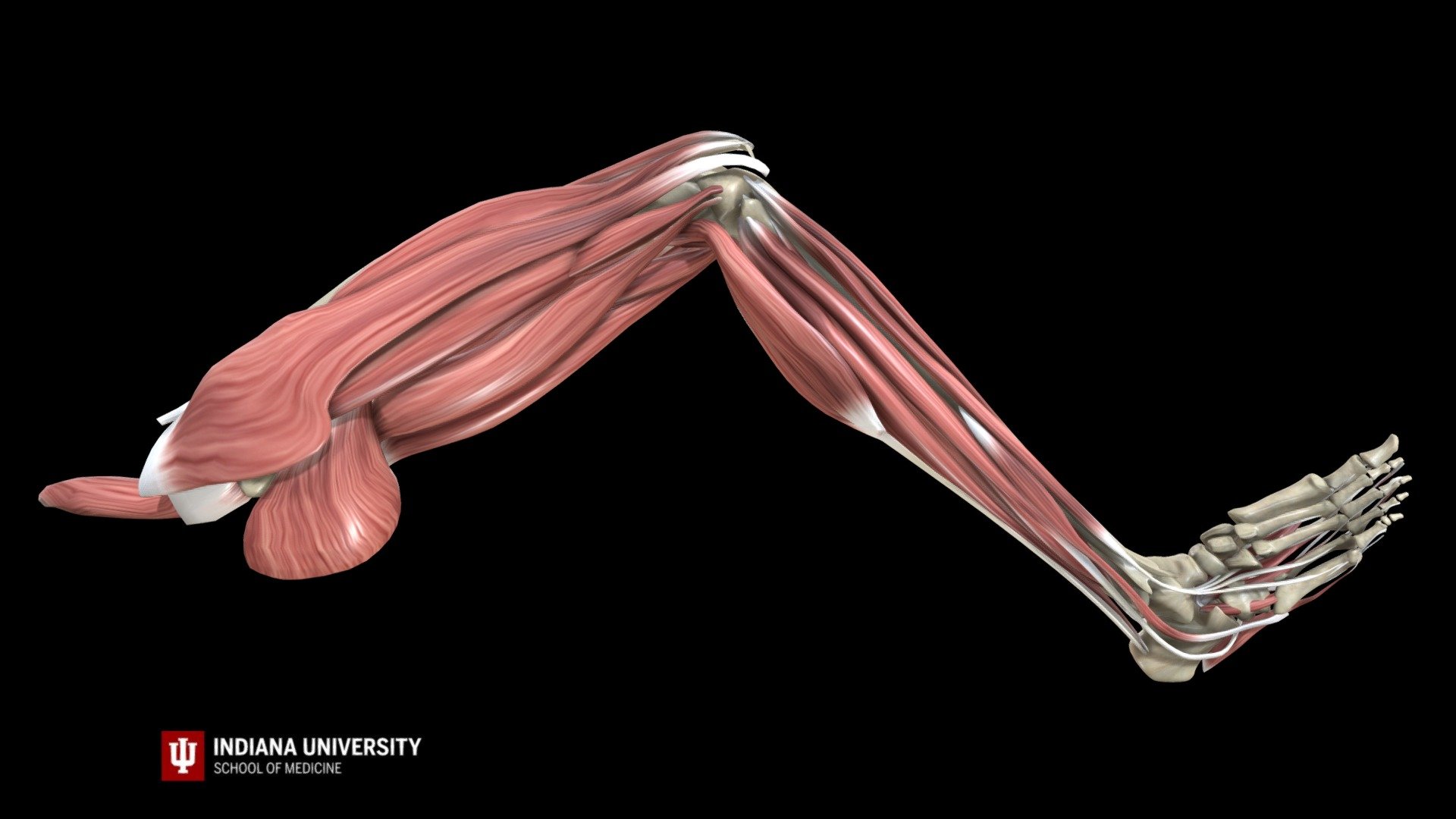 Knee - ACL: Posterior Drawer - Female - 3D model by IU Indianapolis ...