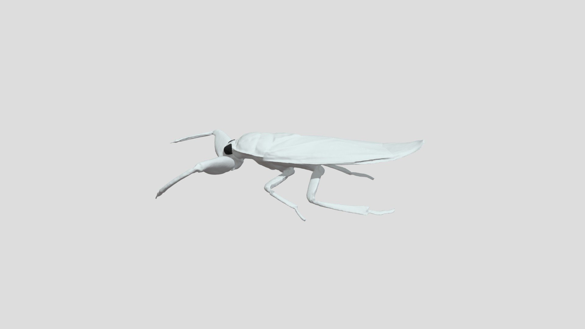 Giant Water Bug - 3D model by thetreasure [781ca60] - Sketchfab