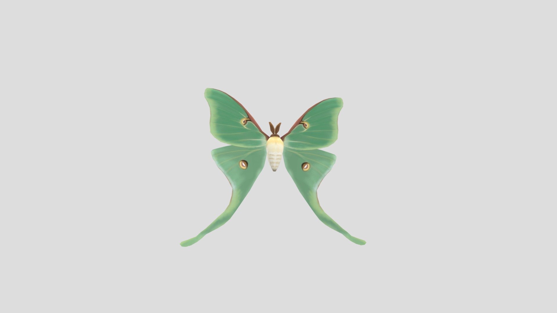 luna moth animated - 3D model by kvpool [781fac5] - Sketchfab