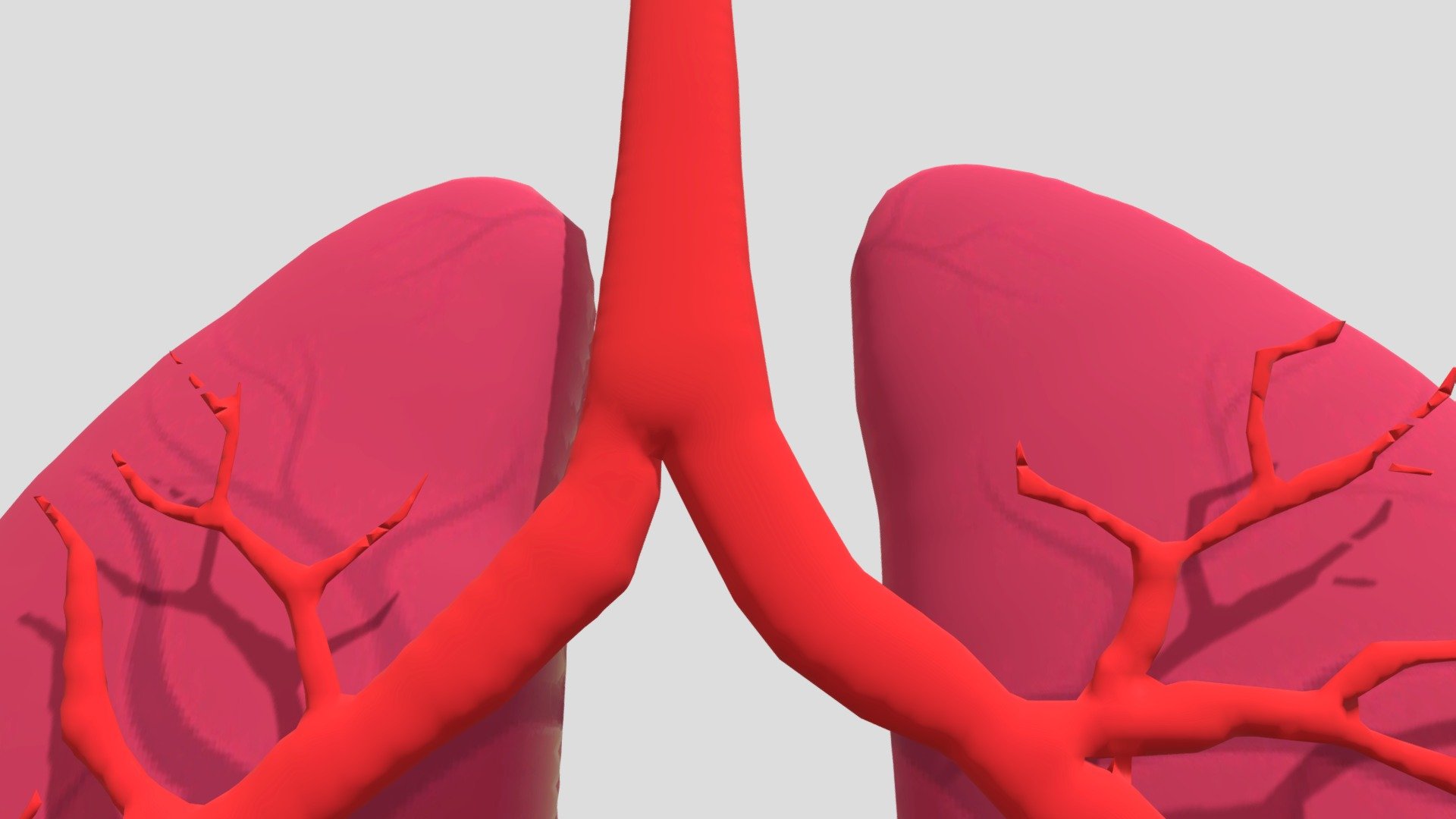 Anatomi dan Fisiologi Paru-Paru - Download Free 3D model by ...