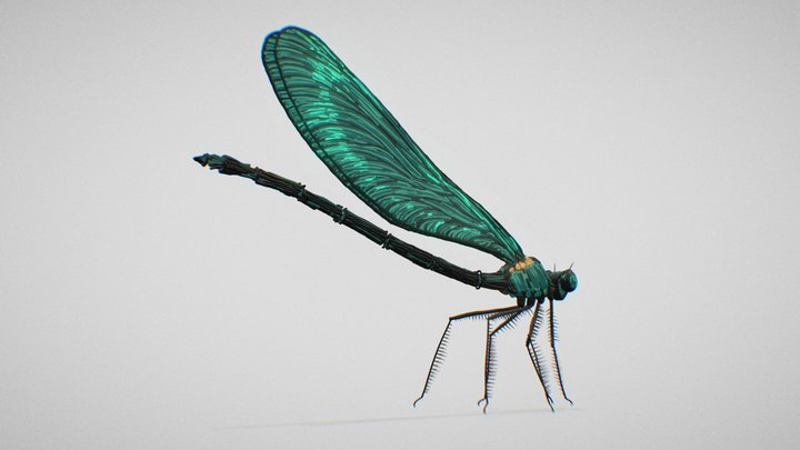 Dragonfly 3D models - Sketchfab