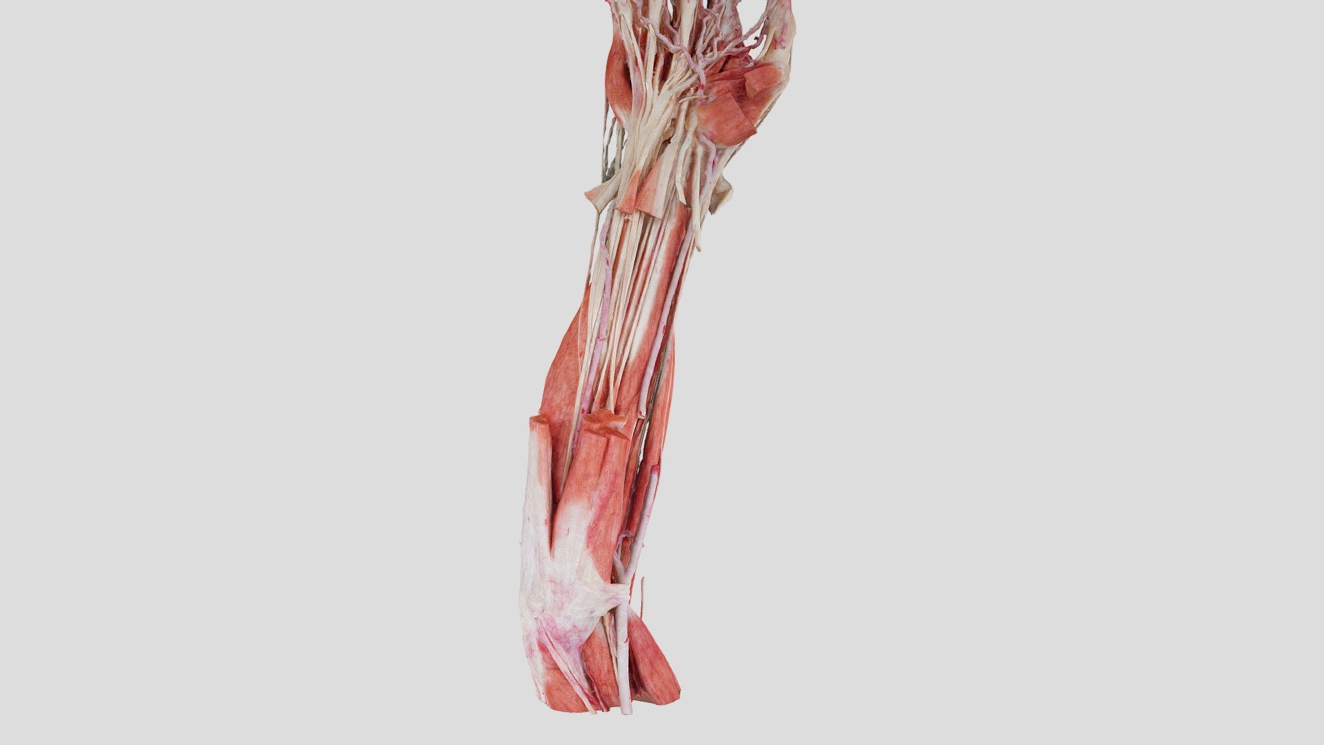Forearm - 3D model by kucharm [7822d4d] - Sketchfab